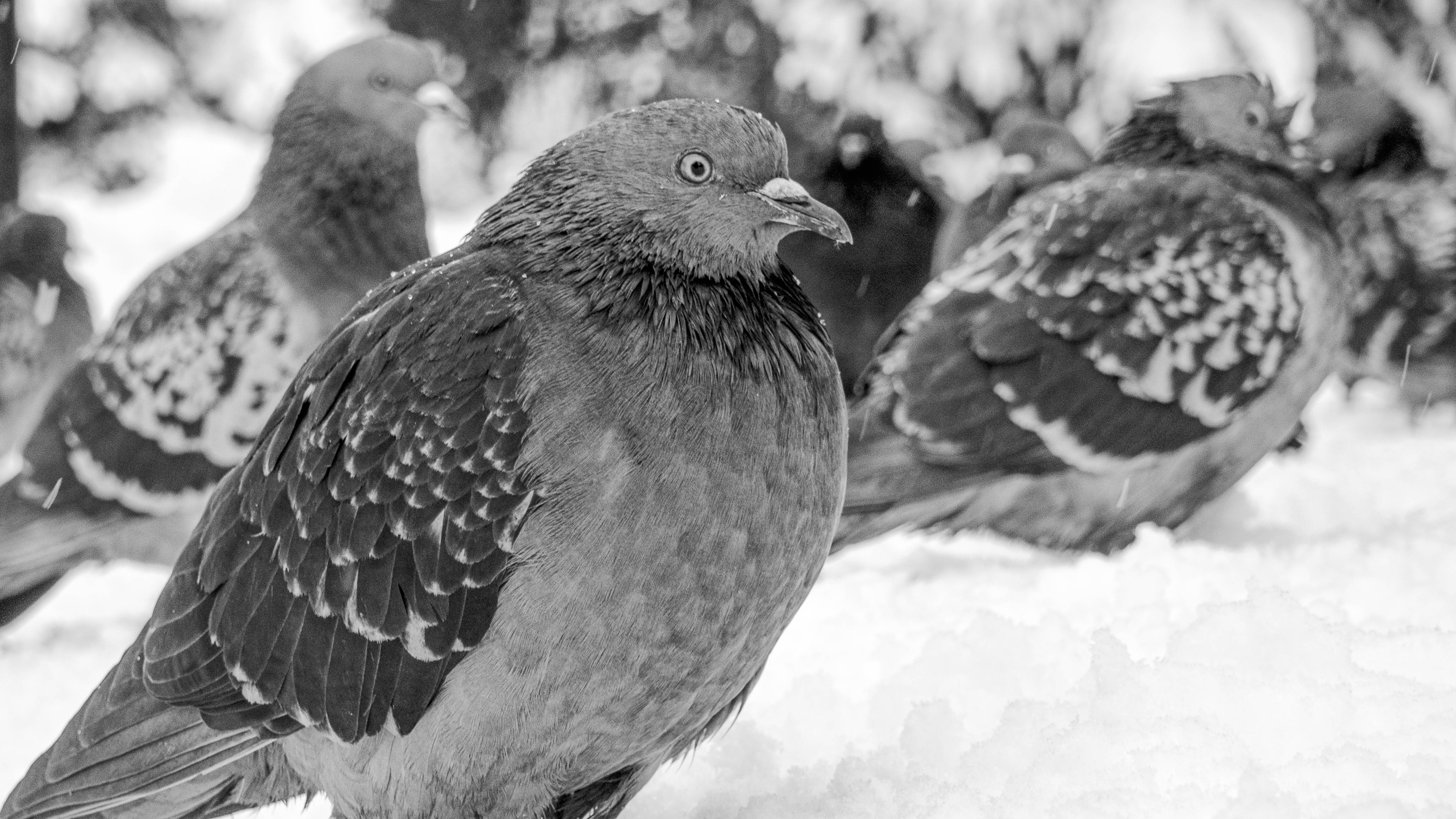 Снежное 19 марта в Загородном саду