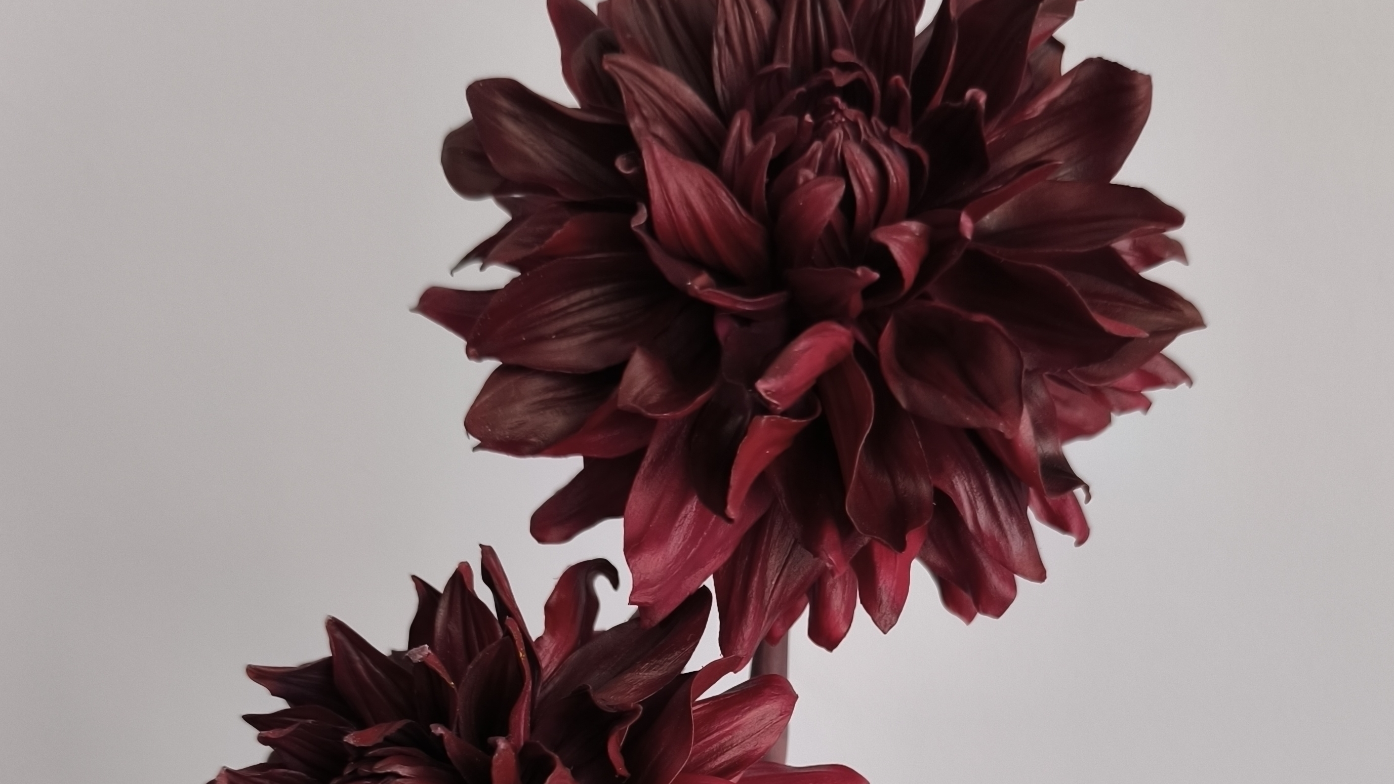 георгины из холодного фарфора, мои работы