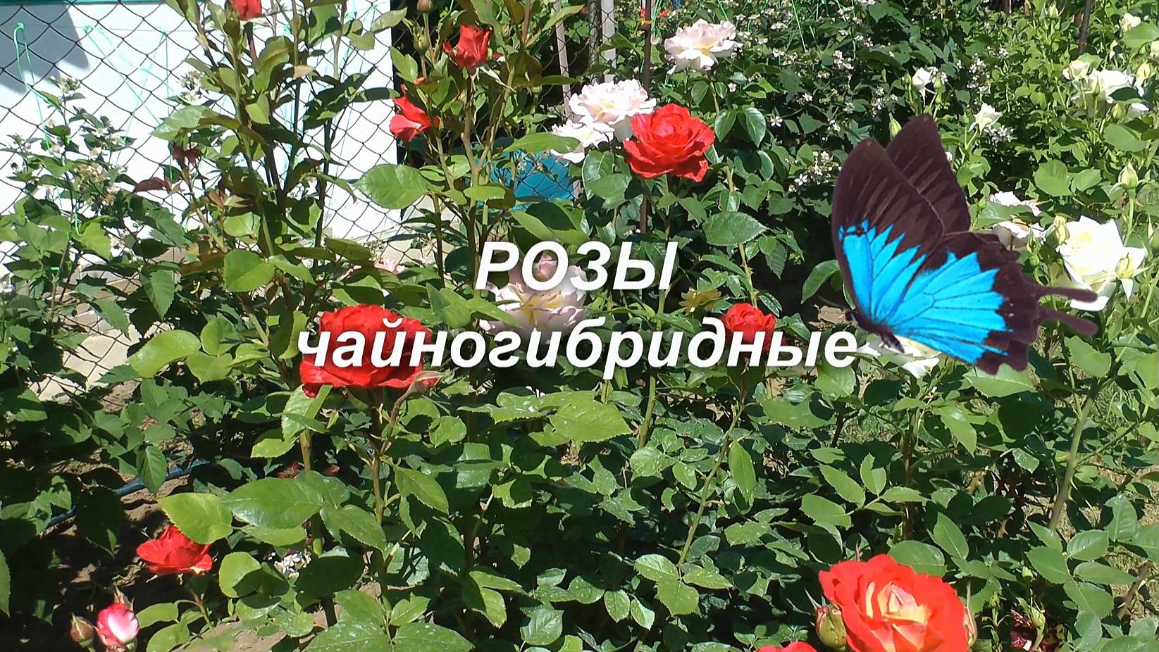 Мои любимые цветы. Релаксация. Видео для здоровья и отдыха.