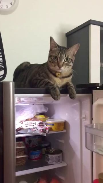 🐾Котики 🐈Кошки 🐈⬛Котята😺🐾