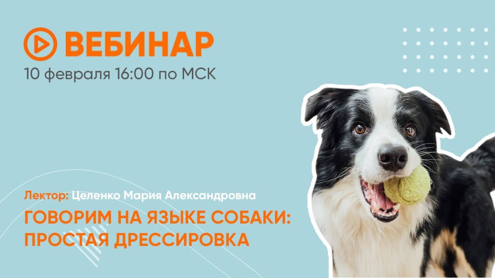Говорим с собакой на одном языке_ простая дрессировка.Вебинар Школы «Хвост Ньюс»
