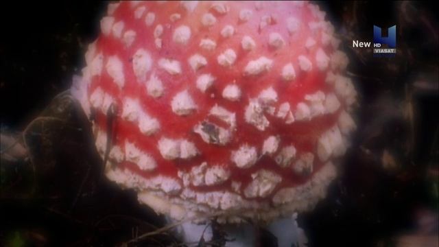 Спецназ древнего мира 5 серия «Викинги-берсерки» (документальный сериал, 2014)