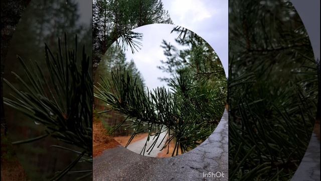 26-03-2025 Вечерняя прогулка в дождливый вечер, после дождя, тепло, туман....