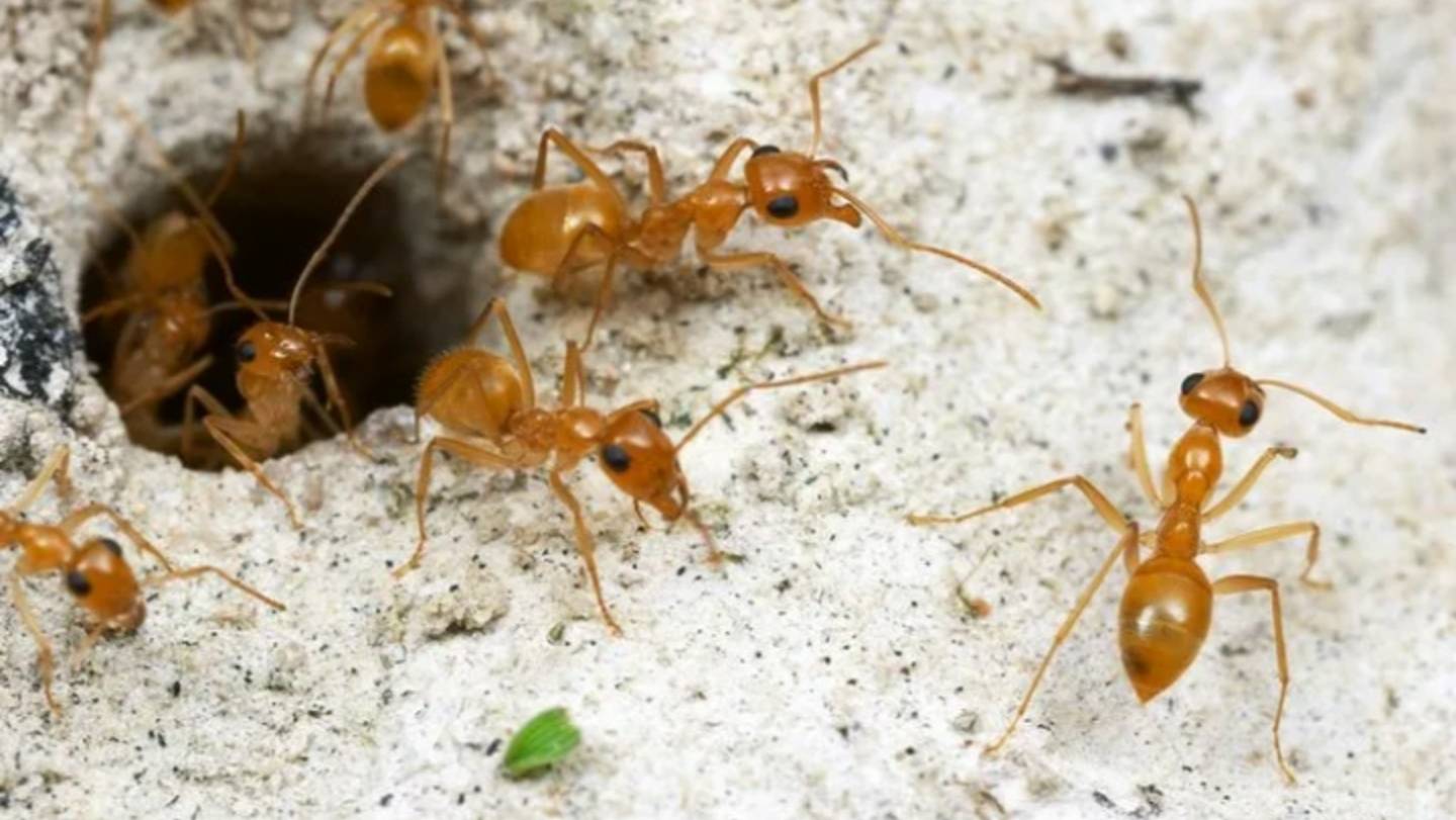 The ants 🐜 11 новые команды