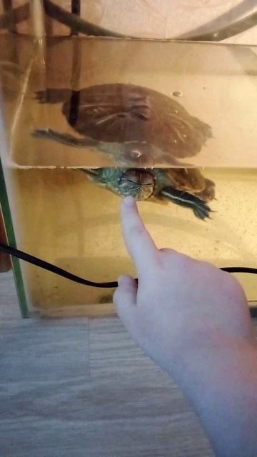 как проживет моя черепаха