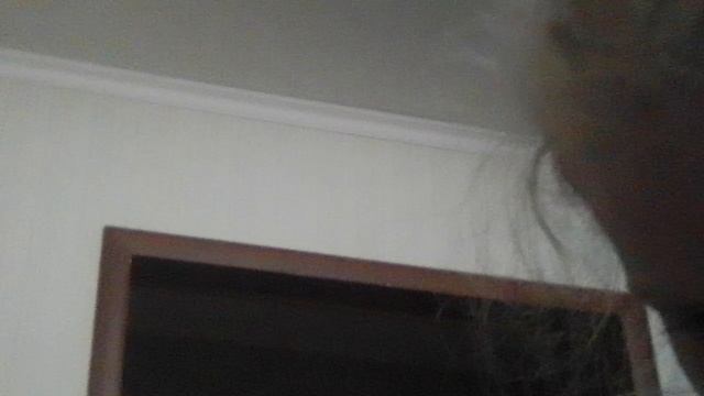 играю с кошкой