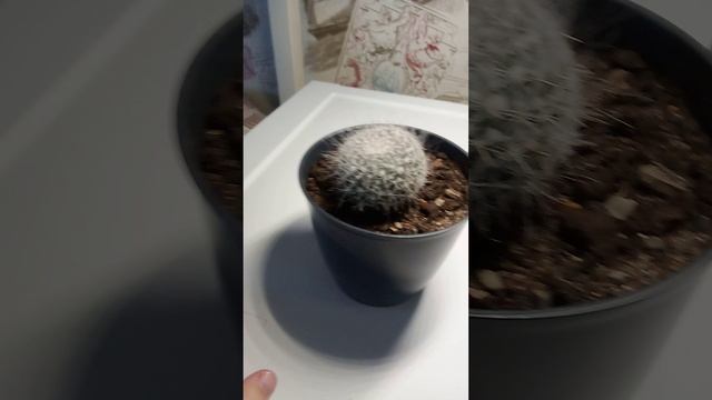 кактус мамилярия красивая