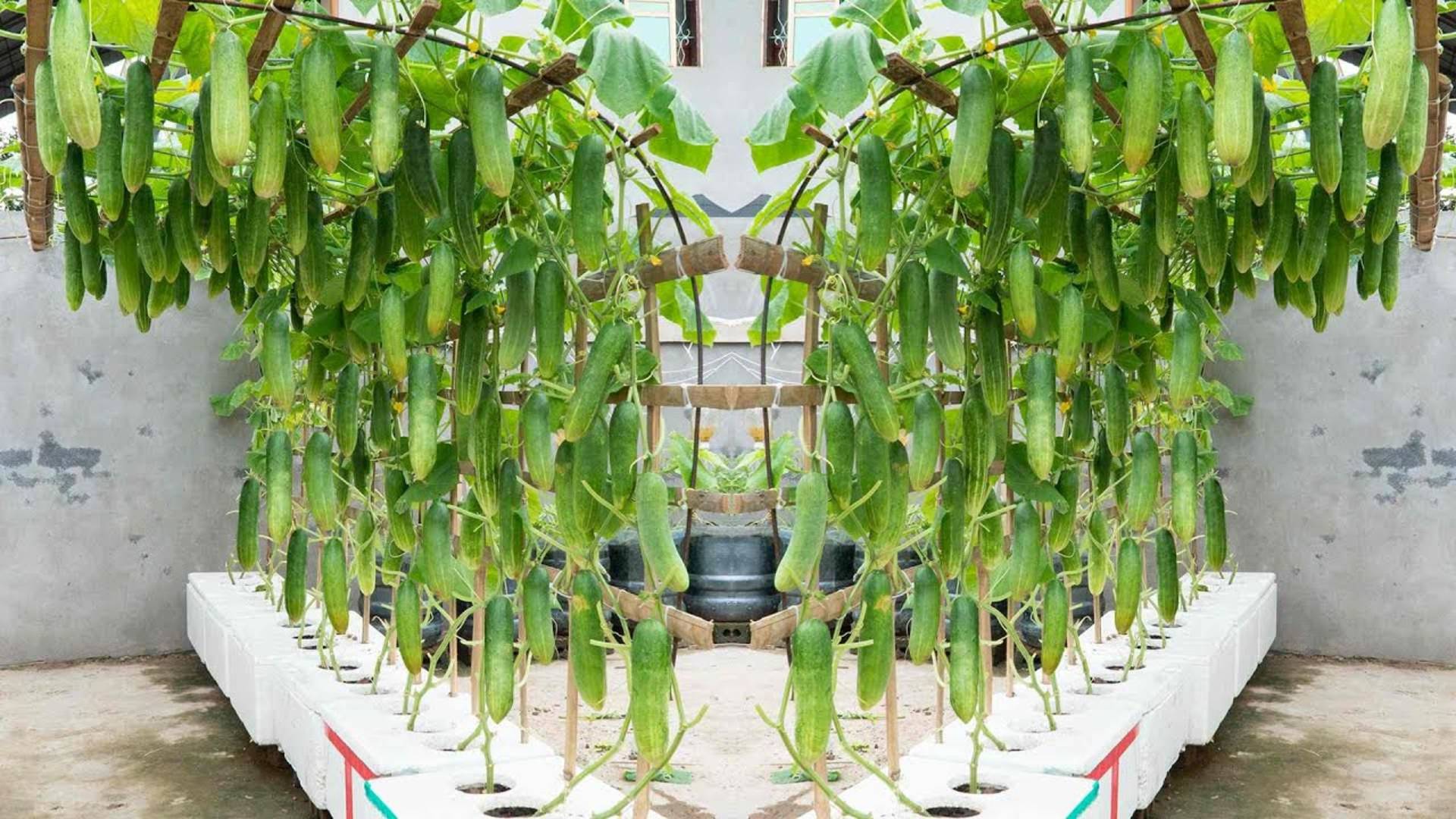 Секрет выращивания огурцов в пенопластовом ящике на крыше с множеством плодов