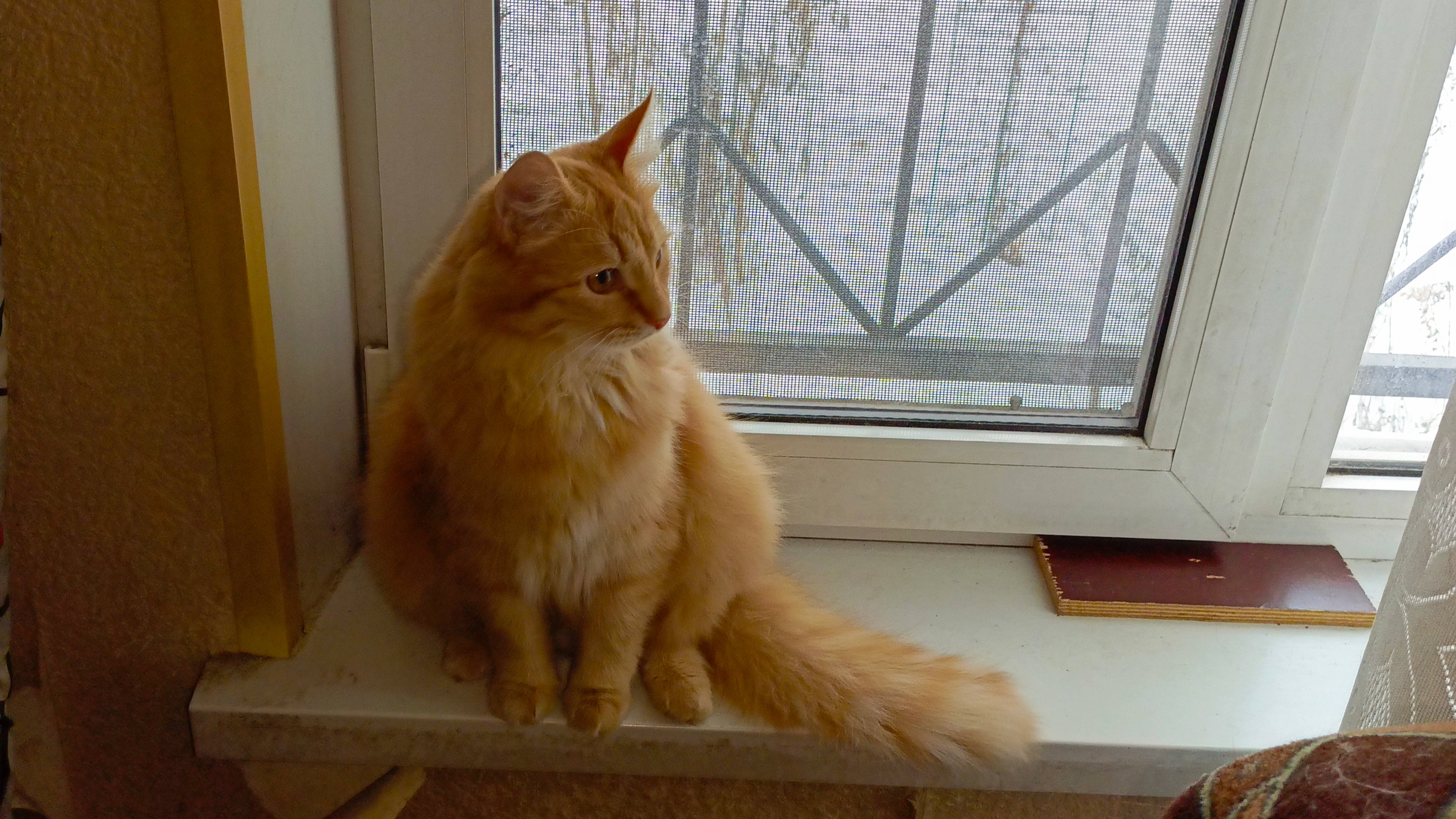 Кот Салем и рыжая кошечка делят подоконник рассказ о том как кошка кота от окна прогнала.