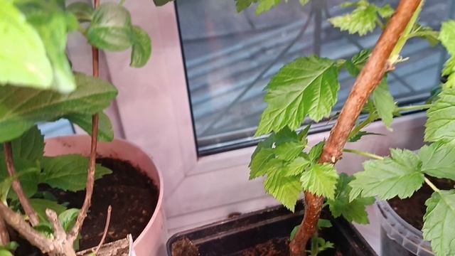 Как ухаживать за розой из магазина?