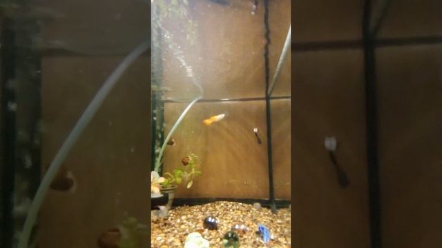 аквариум с неонами и гуппи