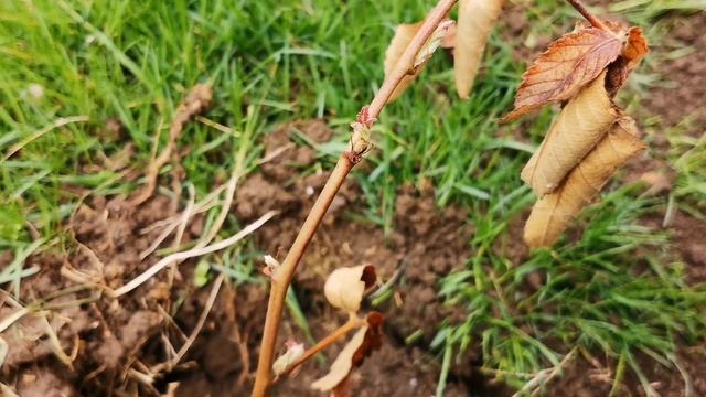 Ежевика на четвёртый день пересадки. Выпуск 2