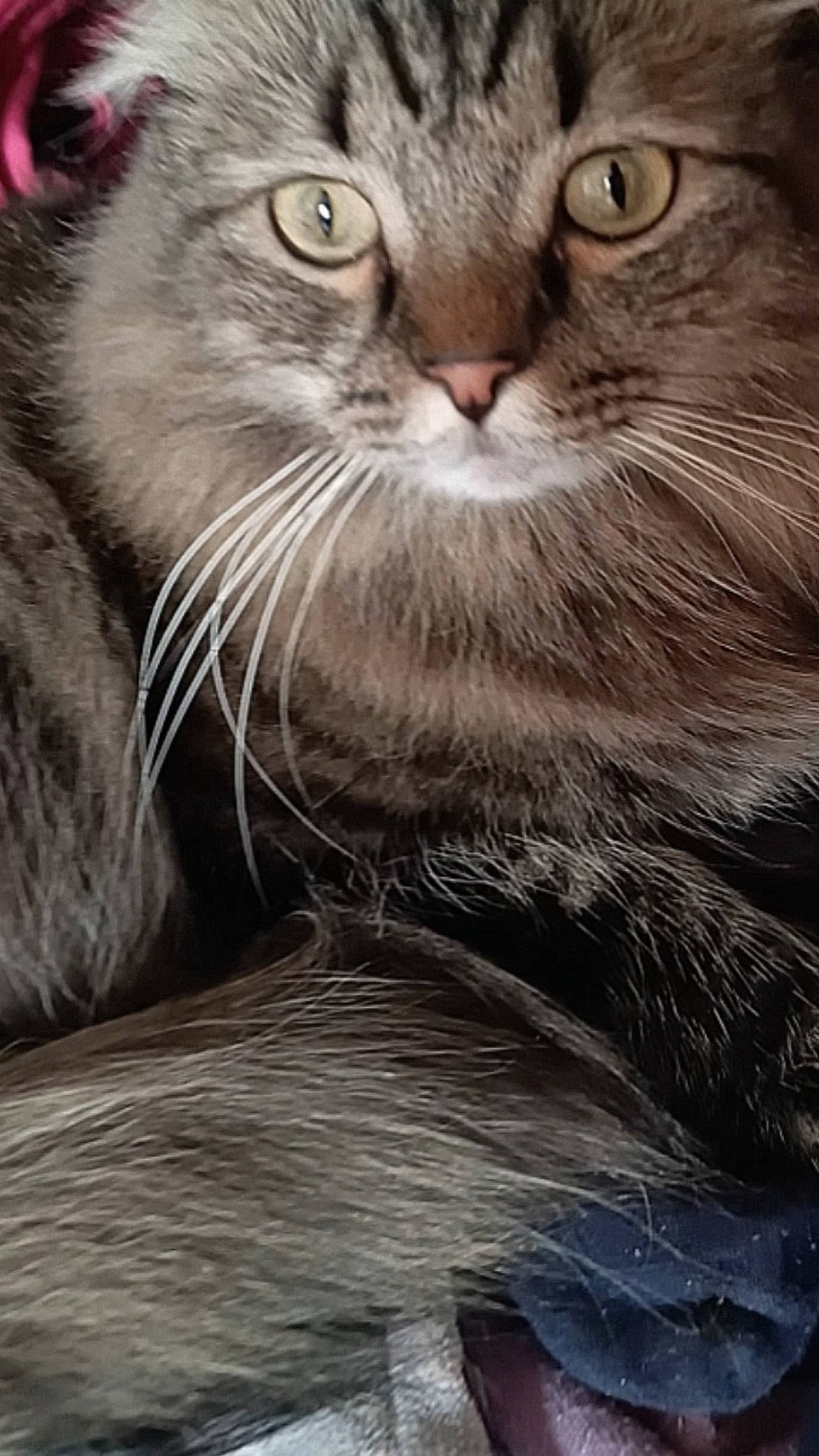 Кот в шкафу #кот #cat #shorts