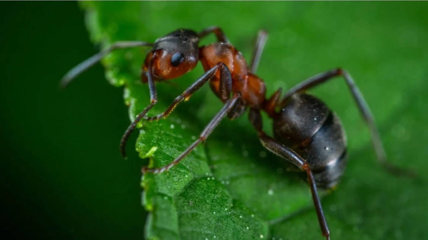 Туман против жука дровосека