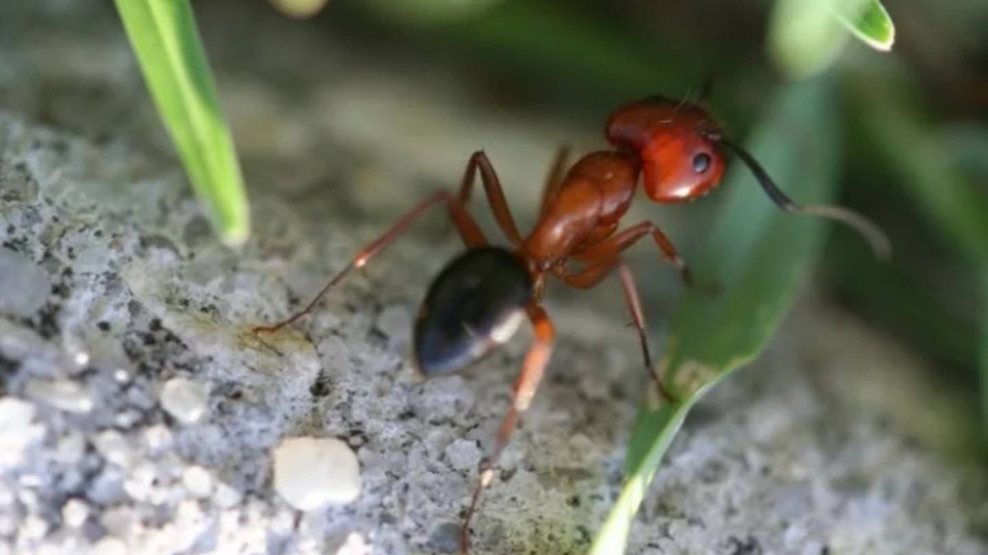 щитовидный свирепый муравей