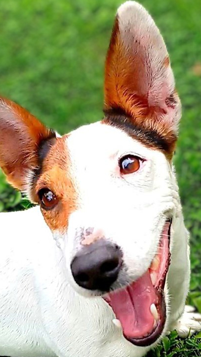 Как поделить собаку