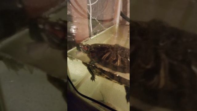 красноухая черепаха ест яблоко