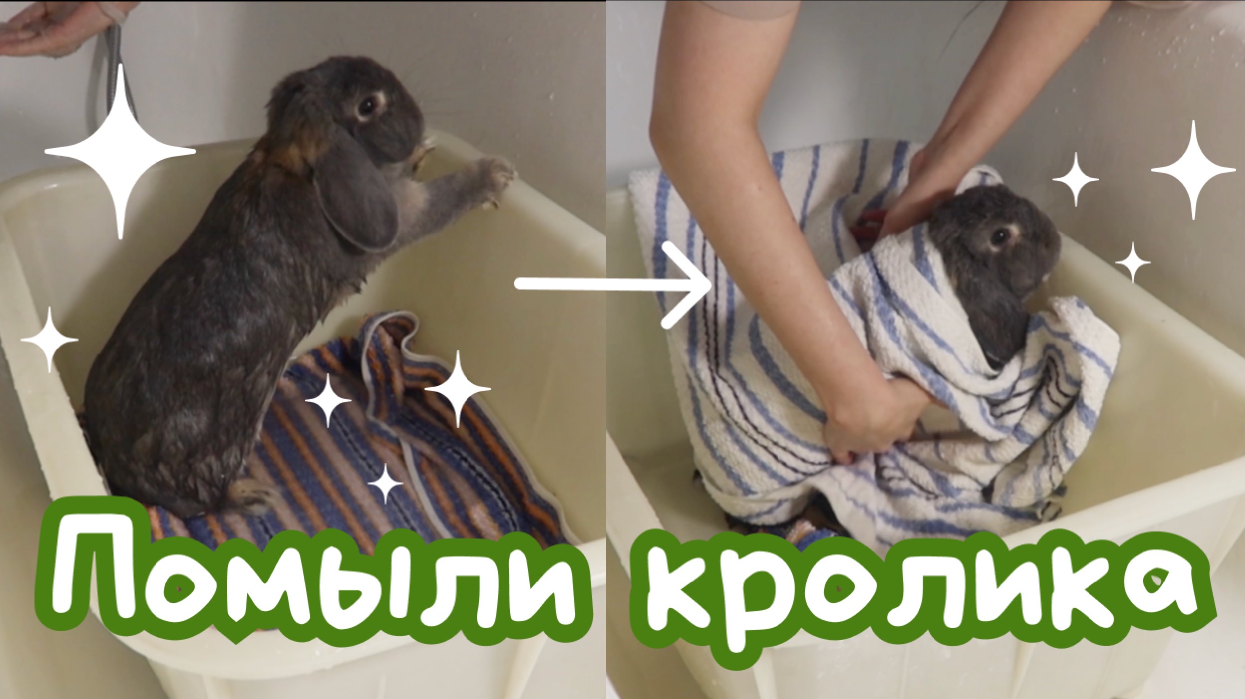 КАК МЫТЬ КРОЛИКА? НУЖНО ЛИ? Уход за декоративным кроликом