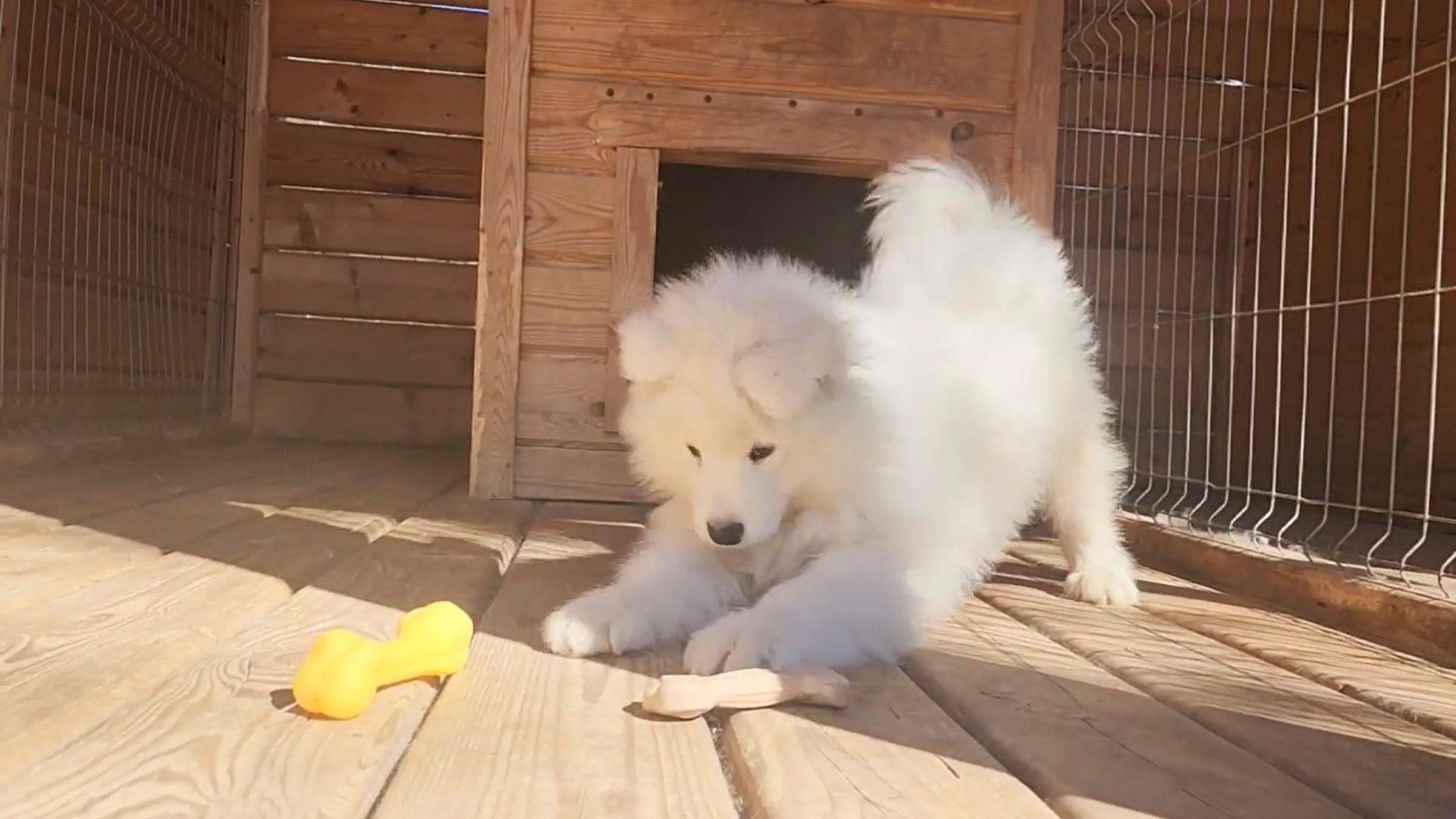 База отдыха «Щукино»: щенок самоеда