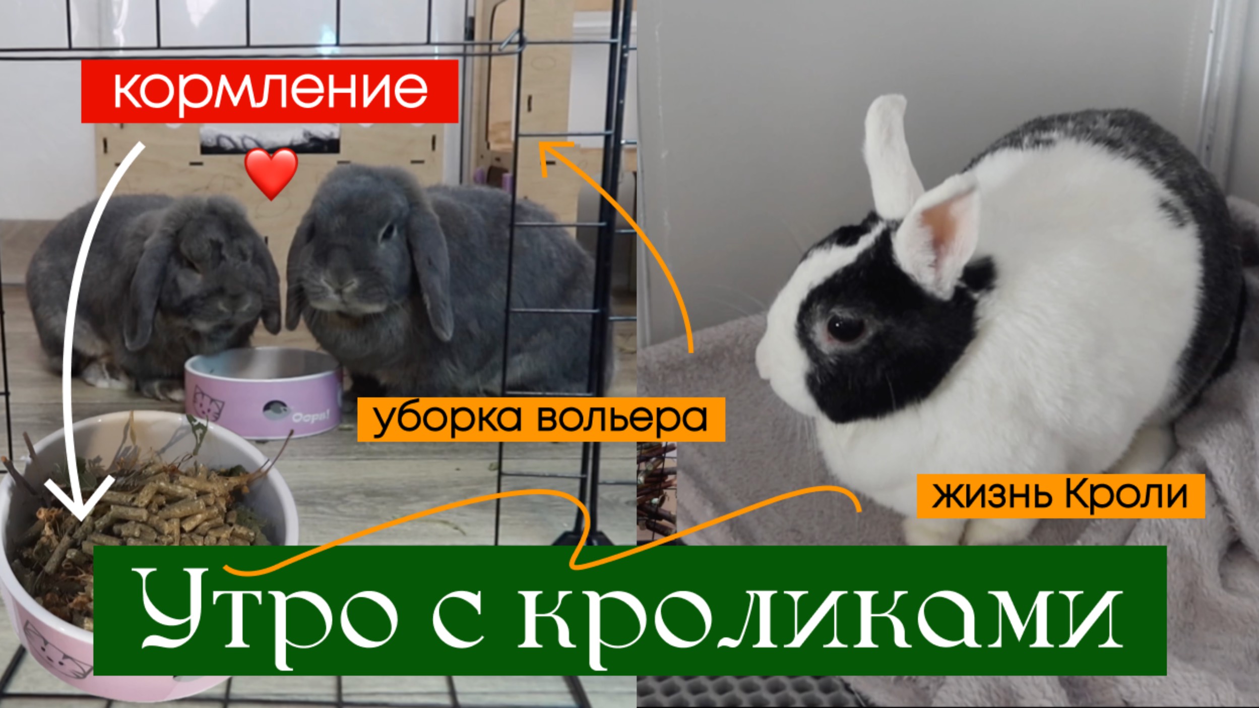 УТРО С КРОЛИКАМИ | уборка вольера, кормление, лечение  | ДЕКОРАТИВНЫЕ КРОЛИКИ
