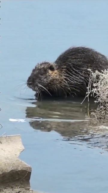 Веселовское водохранилище. Местные СТОРОЖИЛЫ!