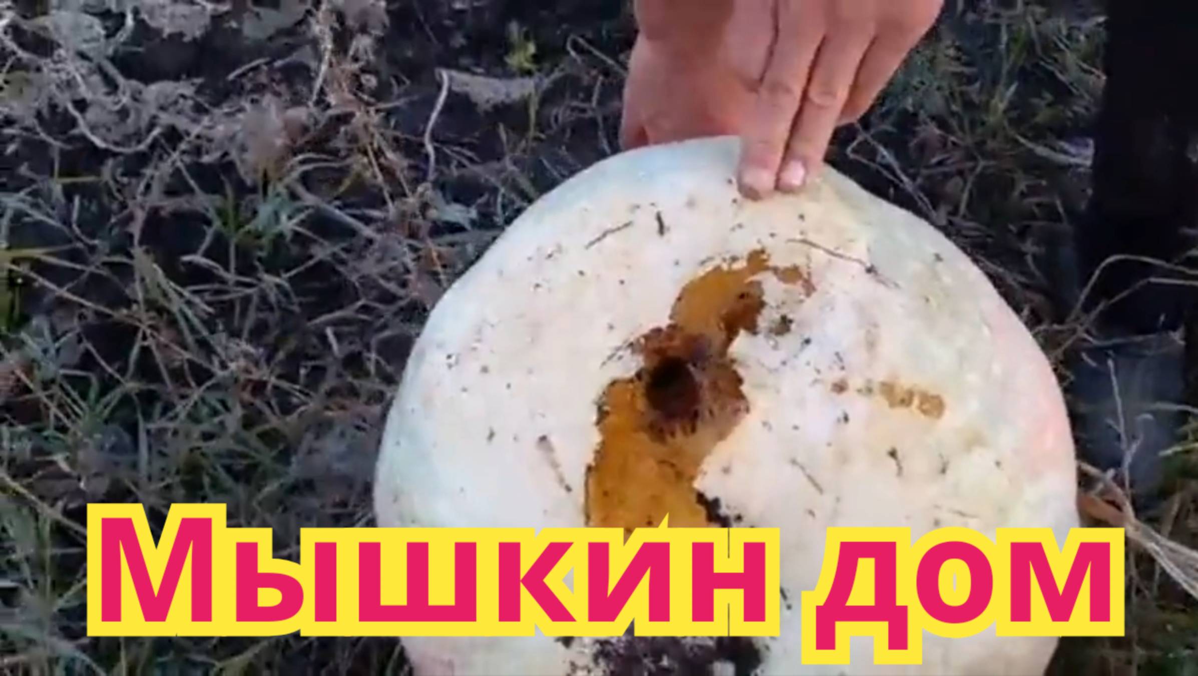 Мышкин домик в тыкве.