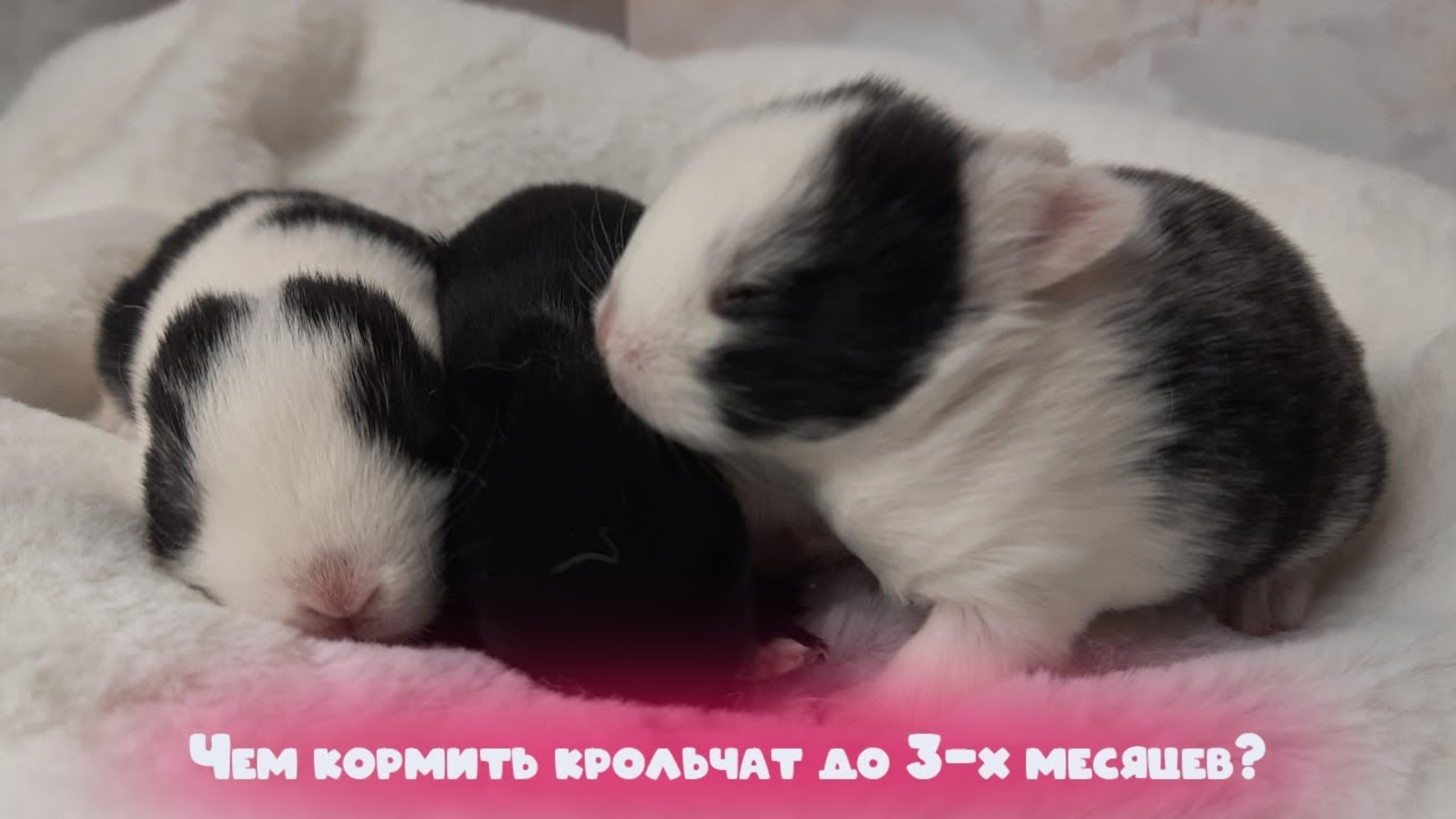 чем кормить КРОЛЬЧАТ? *карликовые кролики*