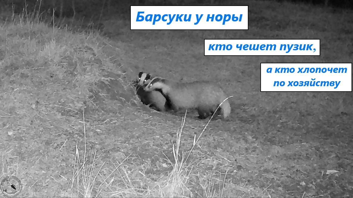 Барсуки. Пара - самец и самка. Кто чешет пузик, кто копает и устраивает нору 24.03.25