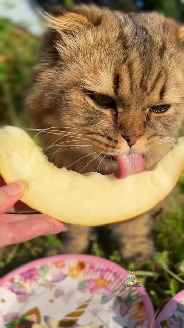 Лето, жду тебя!☀️ А вам что нравится?😻 #котики #тренд #животные