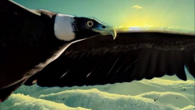 «Полёт кондора» 
в исполнении 
Александро Кейривэлу