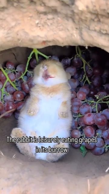 милый кролик наслаждается виноградом