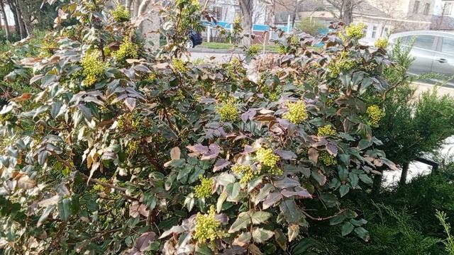 video_2025-03-25_13-02-25