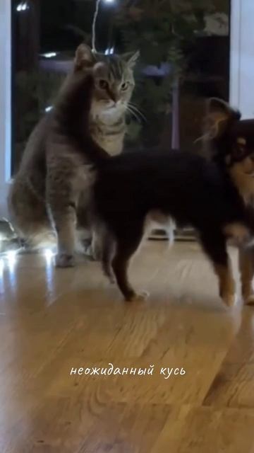 неожиданный кусь