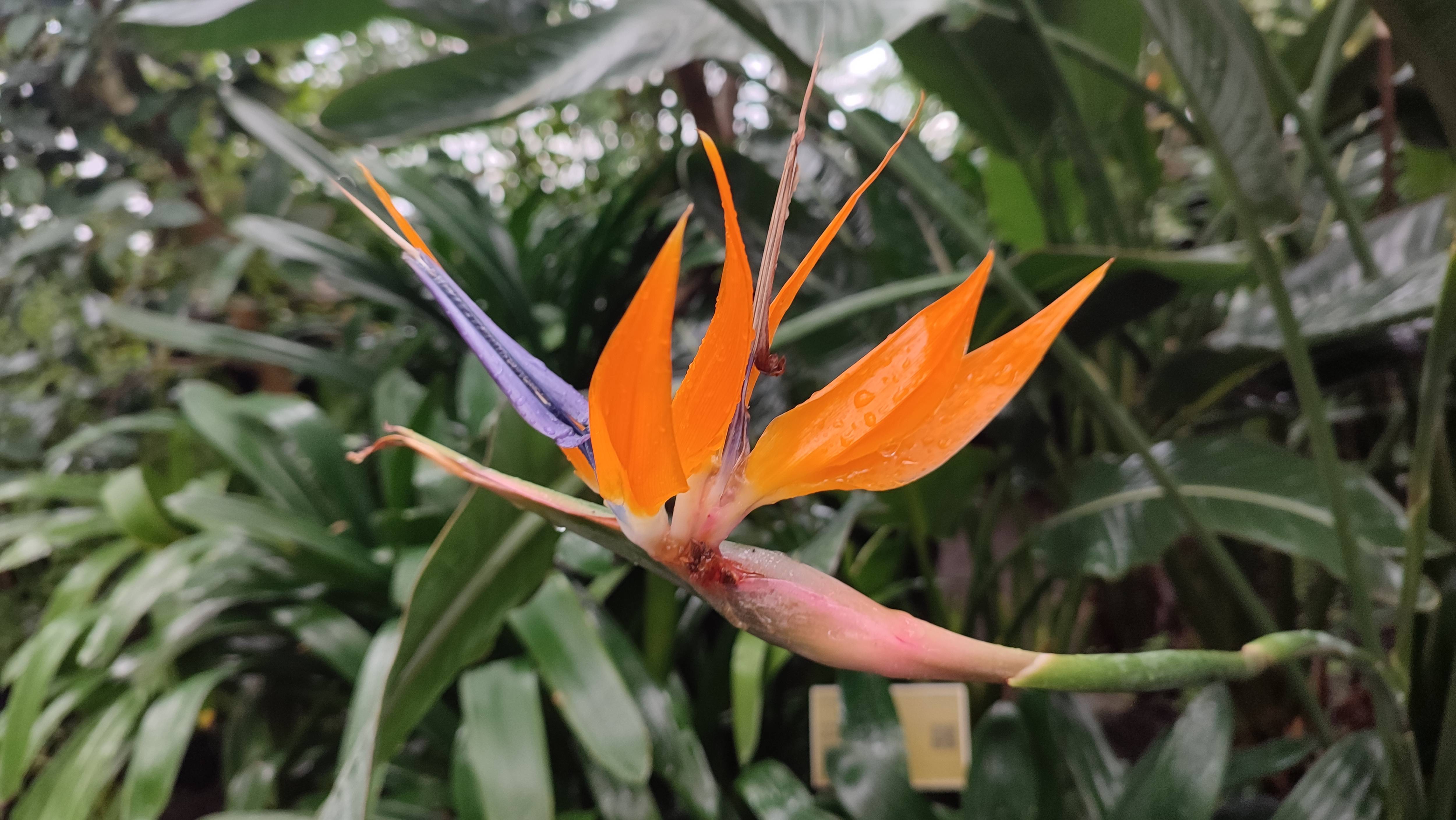 Оранжерея весной.