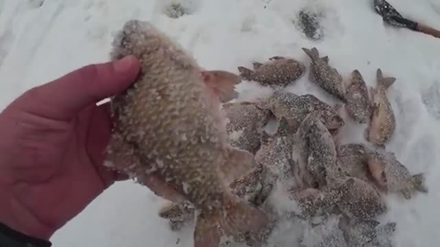 После долгого поиска, РЫБА НАШЛАСЬ!!! КАРАСЬ на ХАПУГИ.