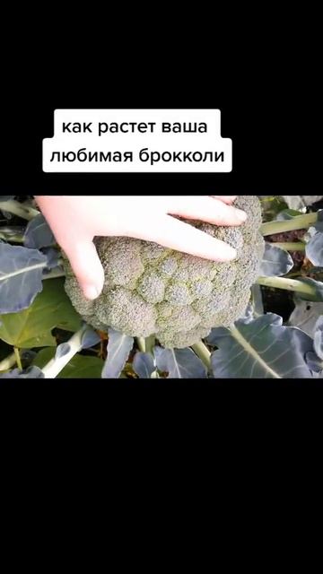 Брокколи с грядки. Правильное питание в естественной среде