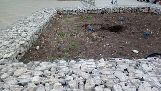 Что посадят вместо засохших пальм?