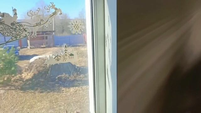 Моя рассада перца после пикировки. Дальнейшие шаги