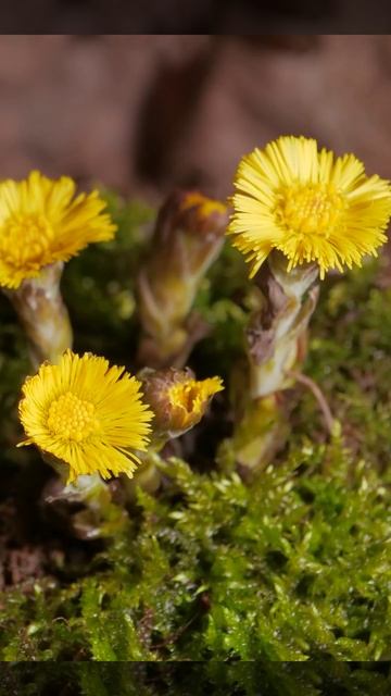 Весенний миг