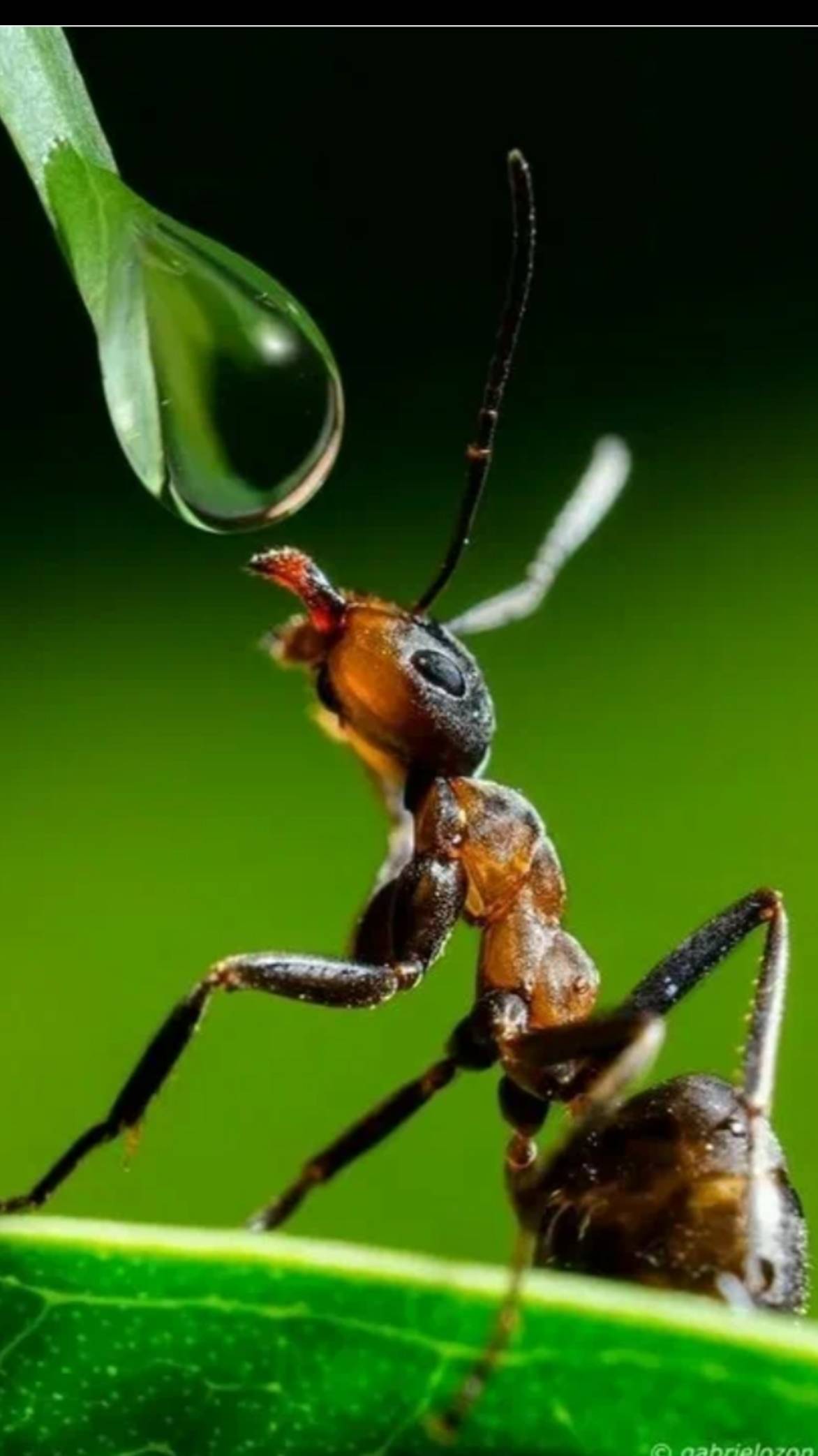 вип 3 и "СЕТЕВОЙ" контакт ( световой контакт)