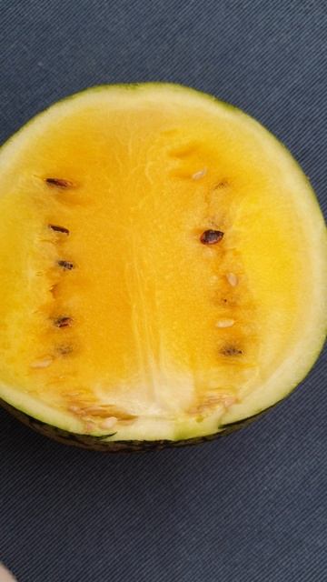 Вырастила сладкий желтый арбуз на Урале от семечка из магазинного арбуза