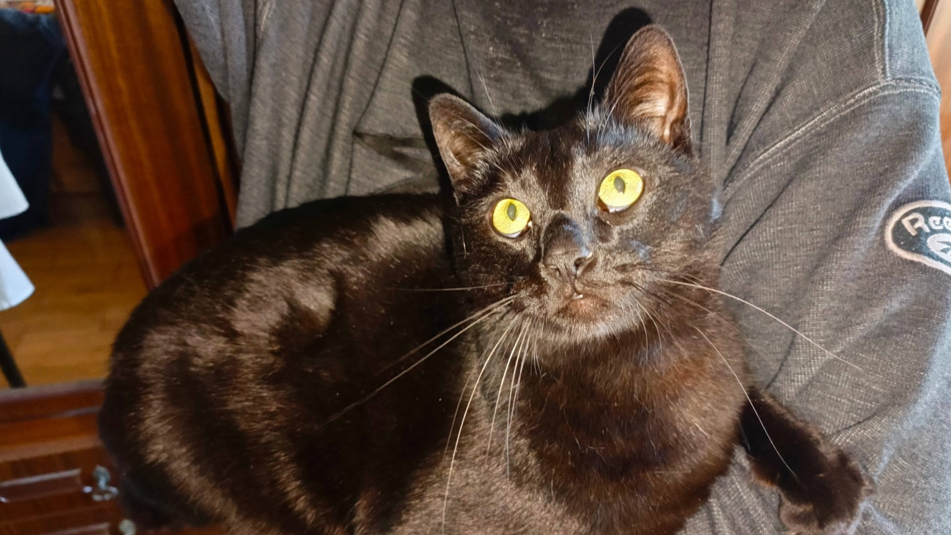 Где лучше спать милым котикам смешные стихи о кошках.