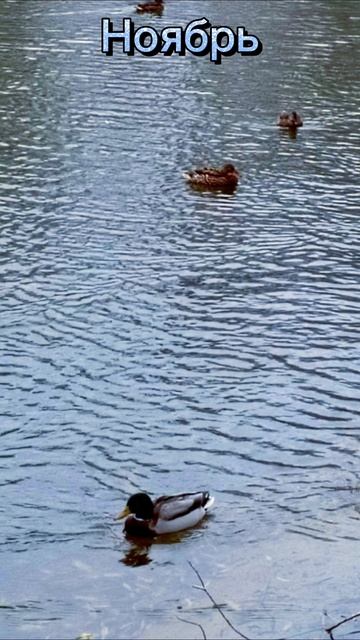 Октябрь-Ноябрь