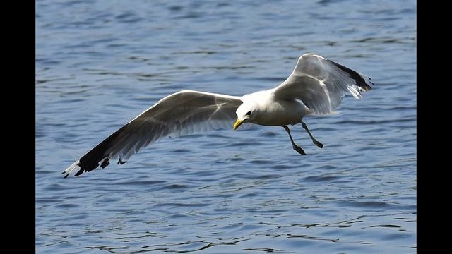 Чайки на рыбалке выпрашивают у меня рыбу и заглатывают моментально.