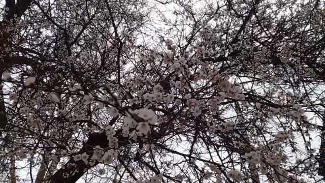 video_2025-03-25_13-02-05