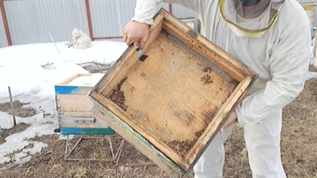 Прекрасные итоги зимовки пчёл на воле в деревянных ульях. Пчелиного подмора почти нет