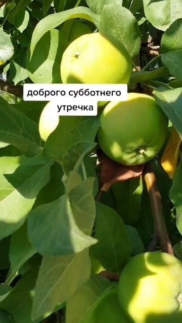 Летний завтрак: сырники с яблоками