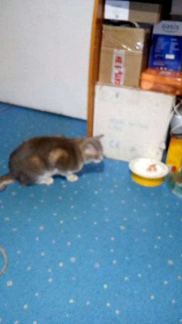 дымон обедает