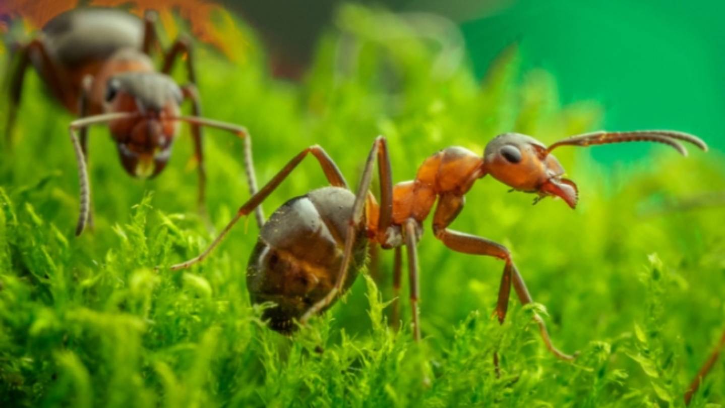 The ants 🐜 10000000000000000