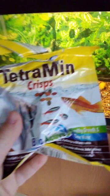 чем кормить рыбок гуппи и неонов